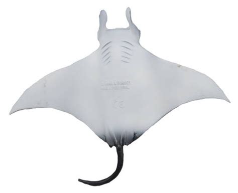 Mojo Sea Life Manta Ray 387353 Phantom Ghost Of The Sea