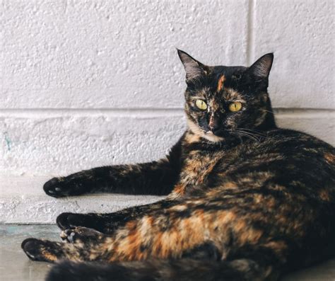 Mystery Of The Female Calico How Genes Determine Fur Color And Sex TreasuredCat