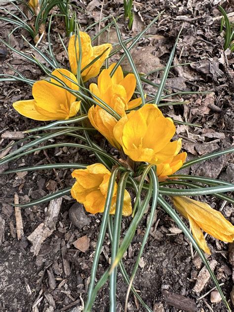 False Spring Is In The Air It Tempts Me Rgardening