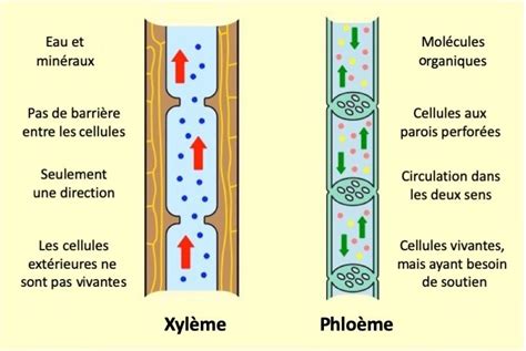 Un Peu De Botanique Xylème Et Phloème Biology Facts Biology Lessons Biology Notes