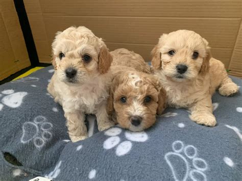 What Is A Cavapoochon Lellalee