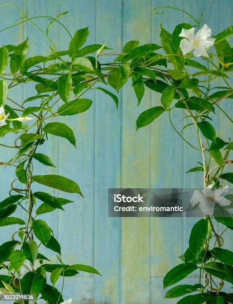 흰색 꽃으로 기 덩굴 식물 옛날을 등반 녹슨 화이트 컬러 철 장식 정원 격자 오래 된 파랑에 대 한 녹색 풍 나무 패널 배경 화 0명에 대한 스톡 사진 및 기타 이미지