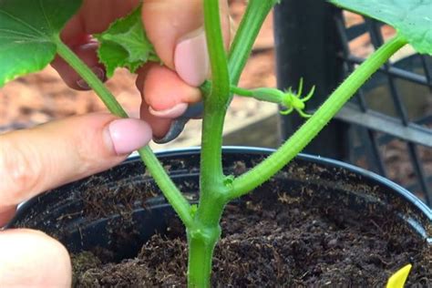 Як правильно сформувати розсаду огірка щоб отримати високий урожай