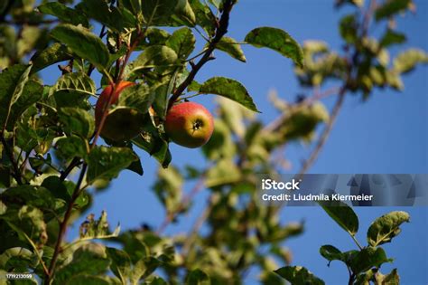 푸른 하늘 배경에 사과가 있는 사과 나무 사과 나무에 사과입니다 나무에 잘 익은 사과 사과를 수확 할 준비가되었습니다 야생 사과 나무입니다 가을에 대한 스톡 사진 및 기타