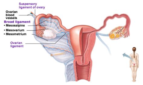 Lecture 8 Female Reproductive System Flashcards Quizlet