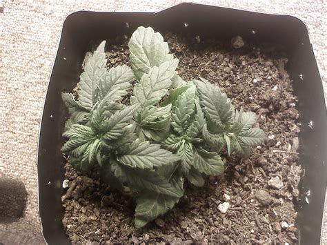 3 Main Stems Cannabis Cultivation Growery Message Board