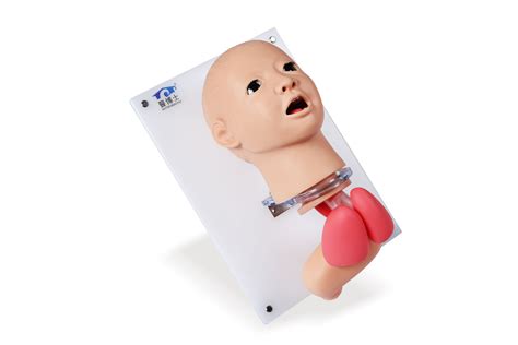 Dm Fa6249 高级儿童气管插管模型