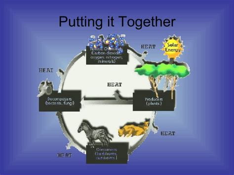 Ecosystems Are Complex Ppt