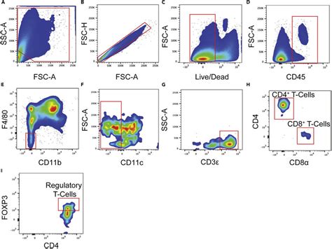 Regulatory T Cells Tregs Gating Strategy A Forward And Sideward Download Scientific Diagram