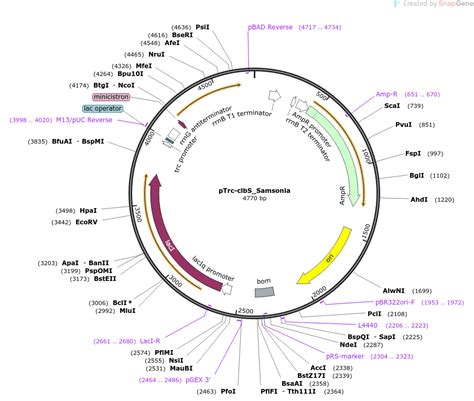 Addgene Ptrc Clbs Samsonia