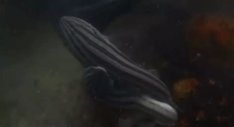 Alien Sharks Seen Having Sex In The Wild In Never Before Seen Racy Footage Daily Star