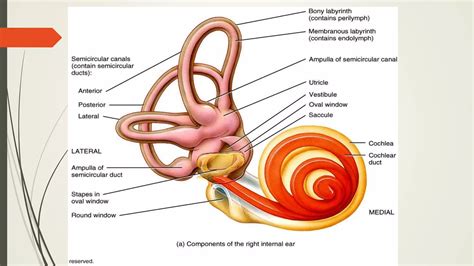 Vestibular System Maintenance Of Balance And Equilibrium Pptx