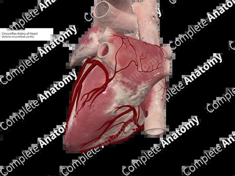 Circumflex Artery Of Heart Complete Anatomy