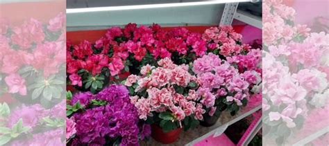 Комнатные растения купить в Воронеже Товары для дома и дачи Авито