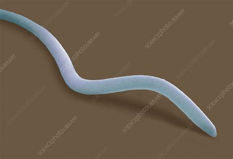 Nematode Worm Sem Stock Image C011 4862 Science Photo Library