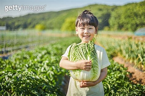 소녀 유치원생 견학 농업 유기농 주말농장 농작물 농업 주제 배추 이미지 Jv12048355 게티이미지뱅크