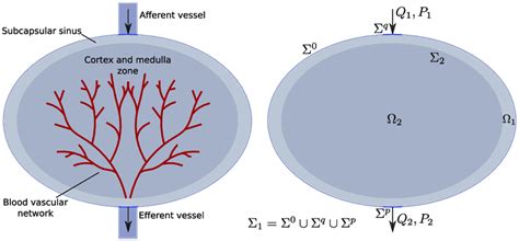 Simplified 3d View Of A Lymph Node Biological Components Of An