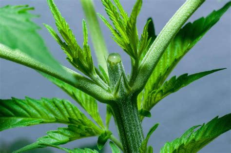 Fimming Cannabis Plants An Advanced Alternative To Topping Weedseedshop