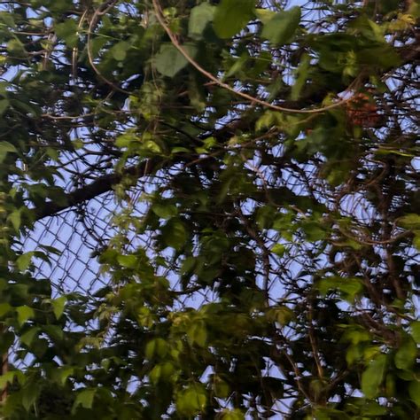 Teeth Thief On Tumblr