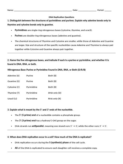Key To Dna Replication Questions With Sketch Notesdone Pdf Dna