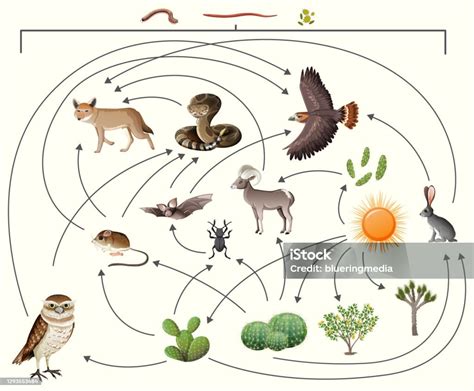 먹이 사슬은 흰색 배경에 야생에서 누가 먹는지 설명합니다 과학에 대한 스톡 벡터 아트 및 기타 이미지 과학 교습 교육 Istock