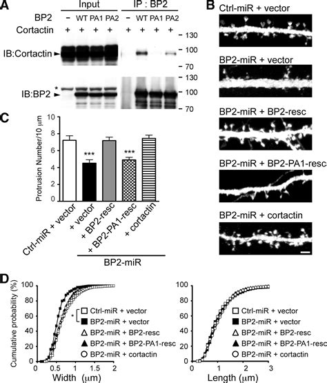 Cortactin Binding Protein 2 Modulates The Mobility Of Cortactin And Regulates Dendritic Spine