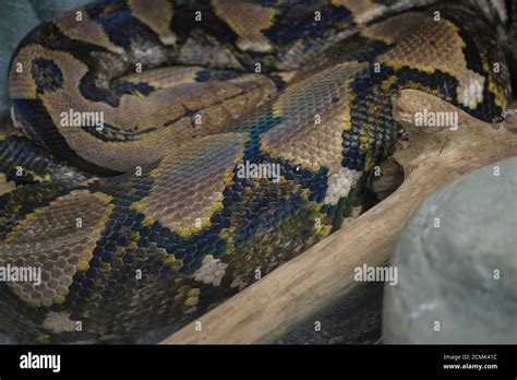 Reticulated Python Head Closeup On Trunk Malayopython Reticulatus Stock