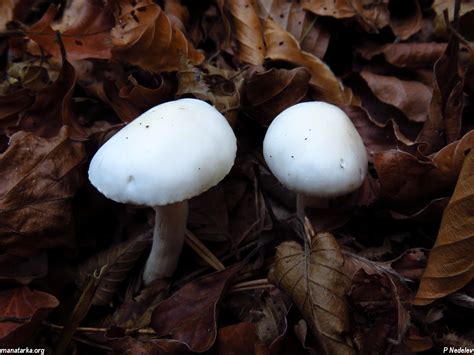 Седефена гъба Сайт за гъбите в България