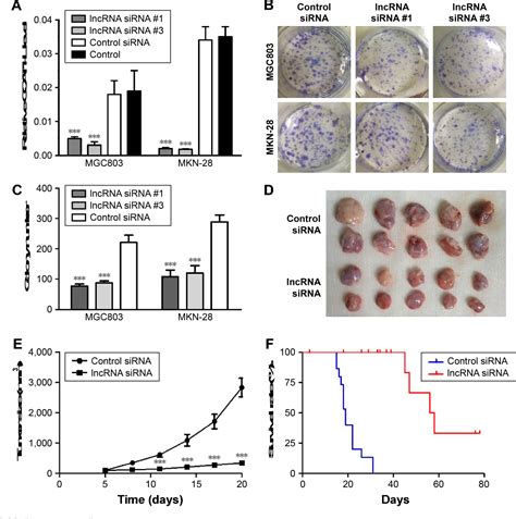 Figure 3 From Upregulation Of Long Noncoding Rna Ccat1 L Promotes Epithelialmesenchymal