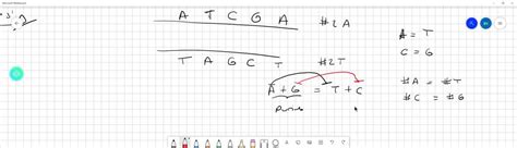 Solved 29 In An Analysis Of The Nucleotide Composition Of Double Stranded Dna To See Which