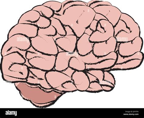 Human Brain Medical Science Section Schematic Stock Vector Image And Art
