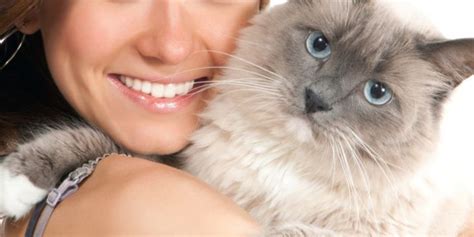 Why Do Ragdoll Cats Go Limp When You Pick Them Up