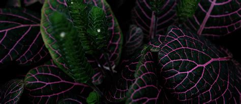 Applied Functional Programming Workshop Avanscoperta