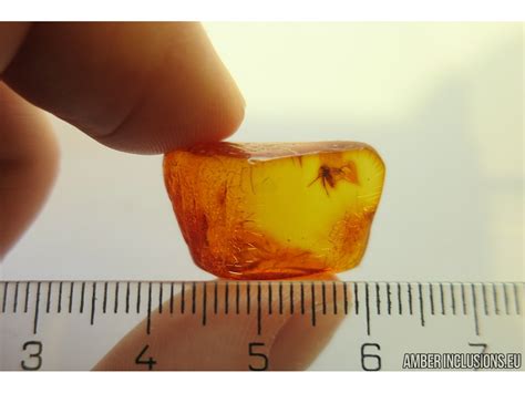 Bug Heteroptera Fossil Insect In Baltic Amber 11747