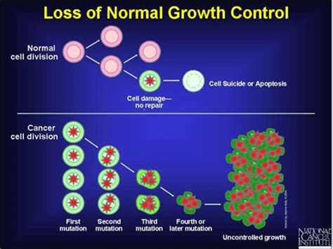Normal Cell Division And Cancer Cell Division Cancerwalls