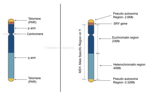 What Is Y Chromosome Microdeletion And How Does It Occur Genetic Education