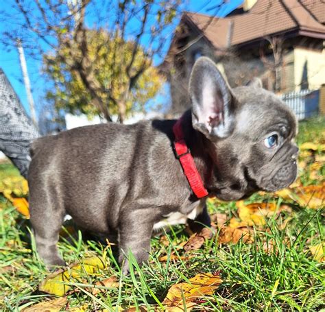 Блакитні цуценята французького бульдога 13 000 грн Собаки Харків на Olx