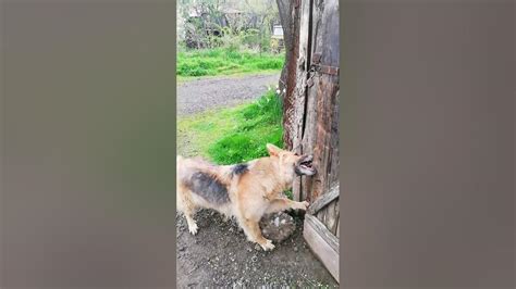 გერმანული ნაგაზი Youtube