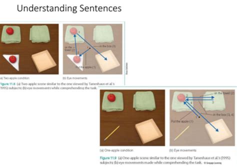 Cognitive Psych Final Exam Flashcards Quizlet