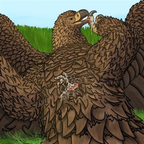 Rule 34 After Sex Anatomically Correct Animal Genitalia Avian Bird