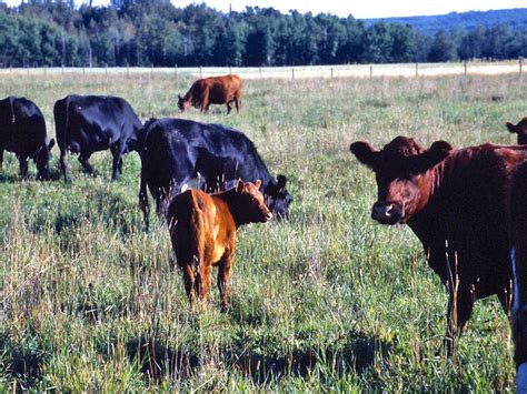 What To Look For When Assessing Pasture Health The Western Producer