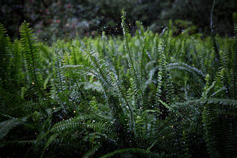 Danielle Marie Bedics Arizala Flickr