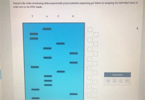 Solved Interpret The Chain Terminating Dideoxynucleotide