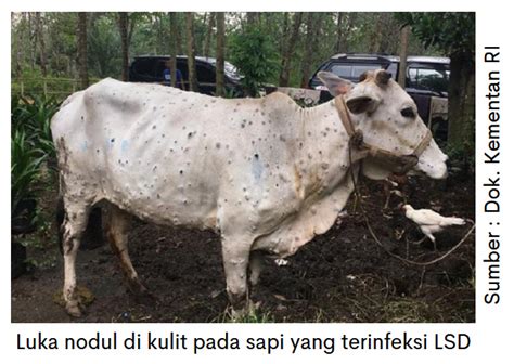 Mencegah Myasis Pada Luka Terbuka