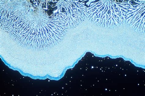 micrographs light colloidal silica light micrograph