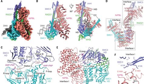 Cryo Em Structure Of The Human Cohesin Nipbl Dna Complex Science
