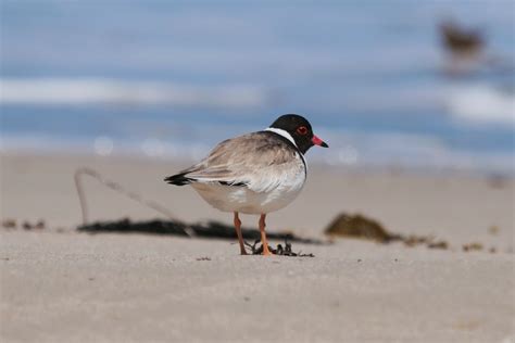 Numbers Of Threatened Hooded Plover Rise In South Australia Abc News