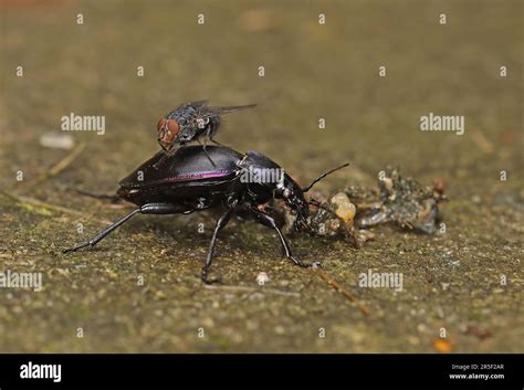 Violet Ground Beetle Carabus Violaceus Adult Feeding On Squashed Slug With Mites And House Fly