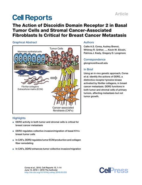 Pdf The Action Of Discoidin Domain Receptor 2 In Basal Tumor Cells And Stromal Cancer