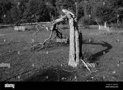 Broken Tree In The Meadow Aftermath Of Tree Which Exploded After Being Hit By Lightning Strike